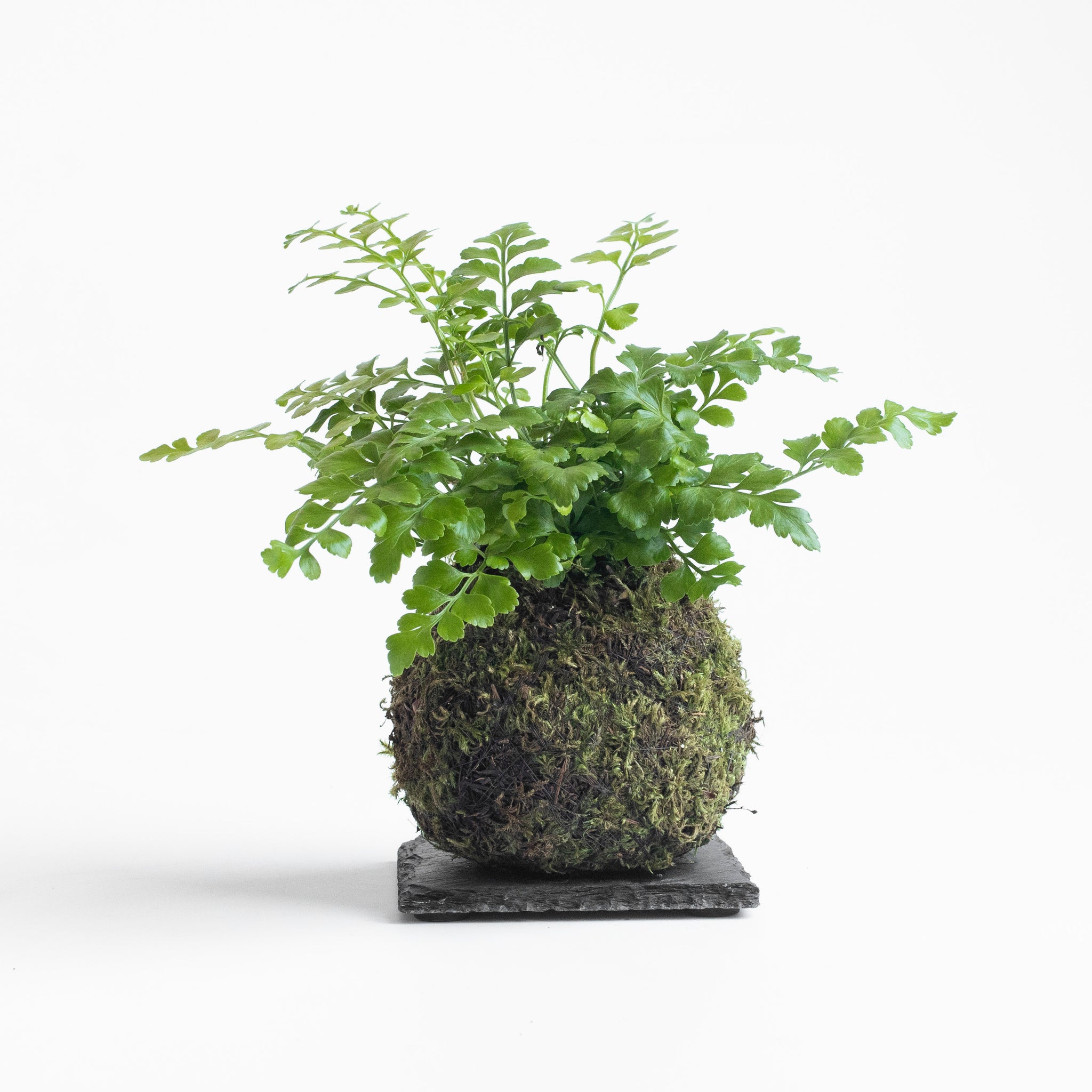 Austral Gem Kokedama – OF SOIL AND MOSS